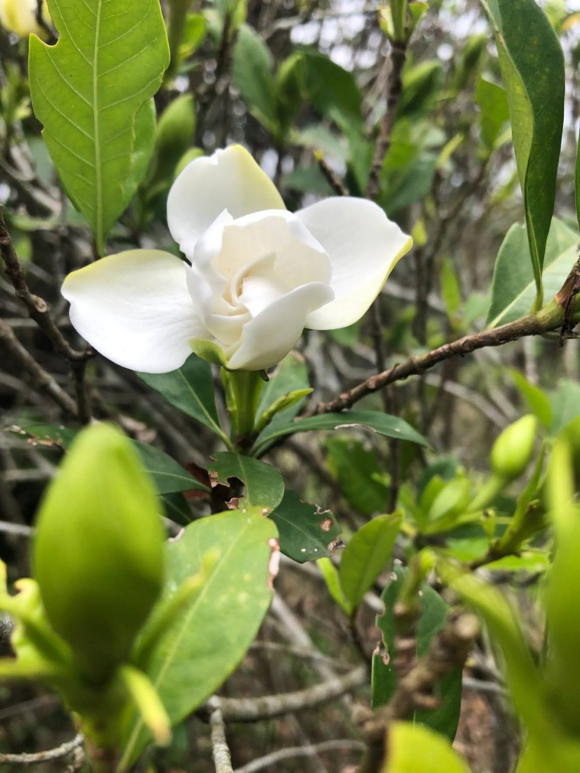 Asia Snowflake Group – Inspired by Nature